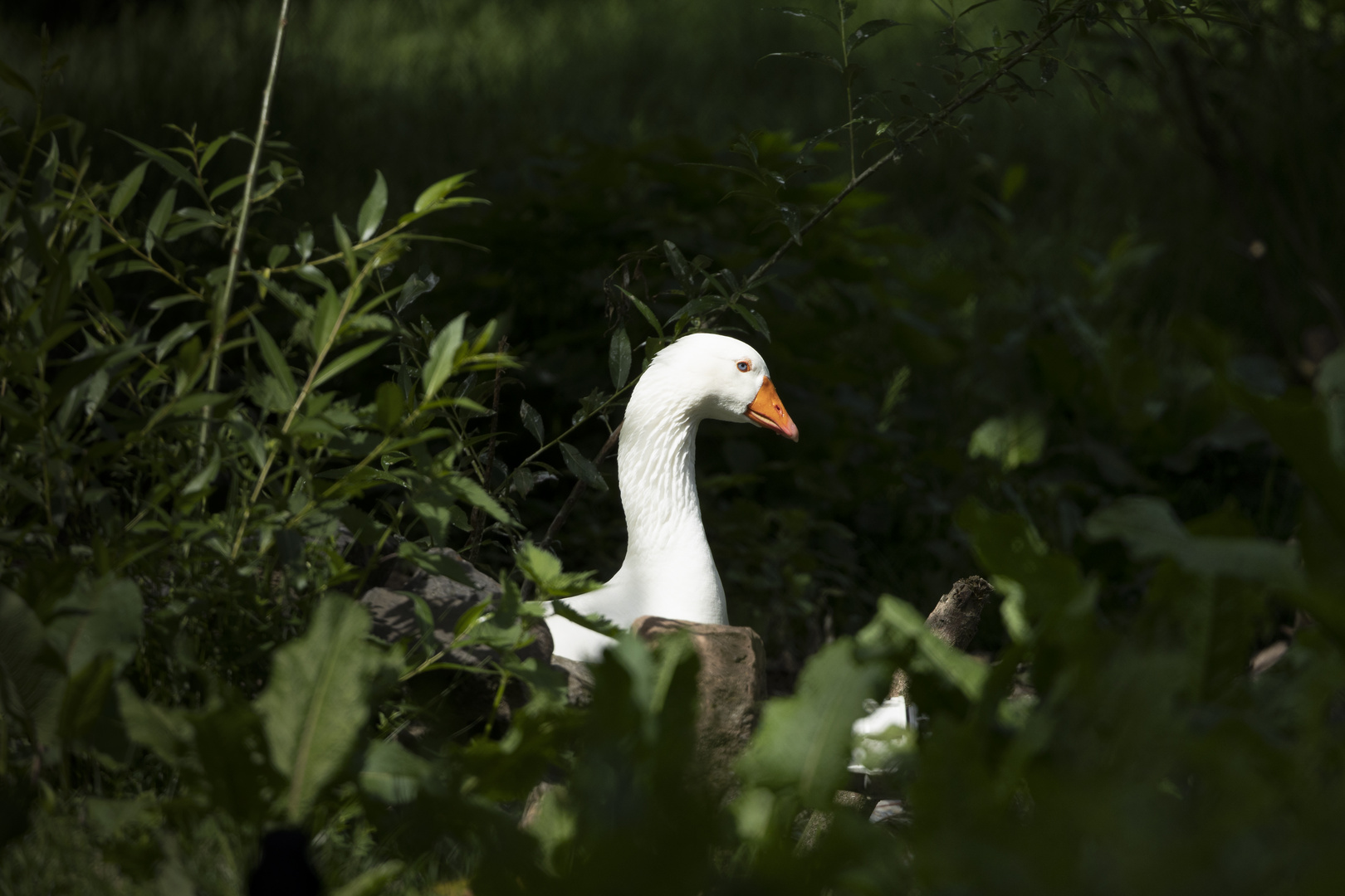 Hausgans Foto & Bild | tiere, haustiere, nutztiere Bilder auf fotocommunity