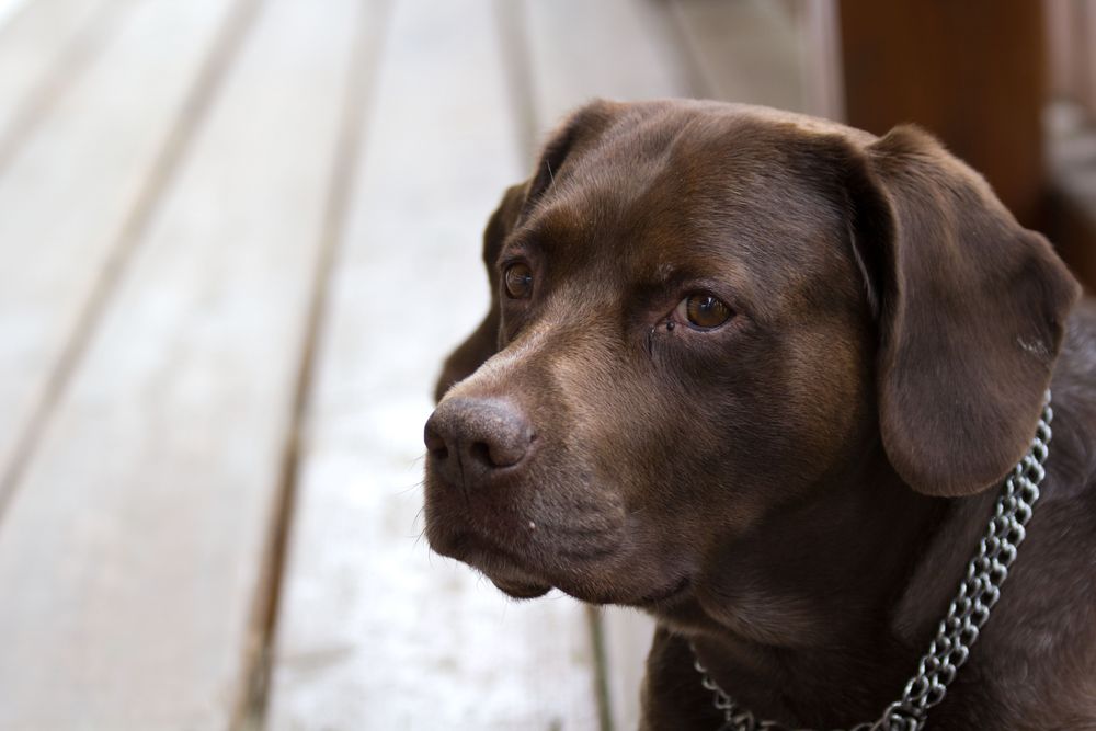 Haushund Foto & Bild | tiere, haustiere, hund Bilder auf fotocommunity