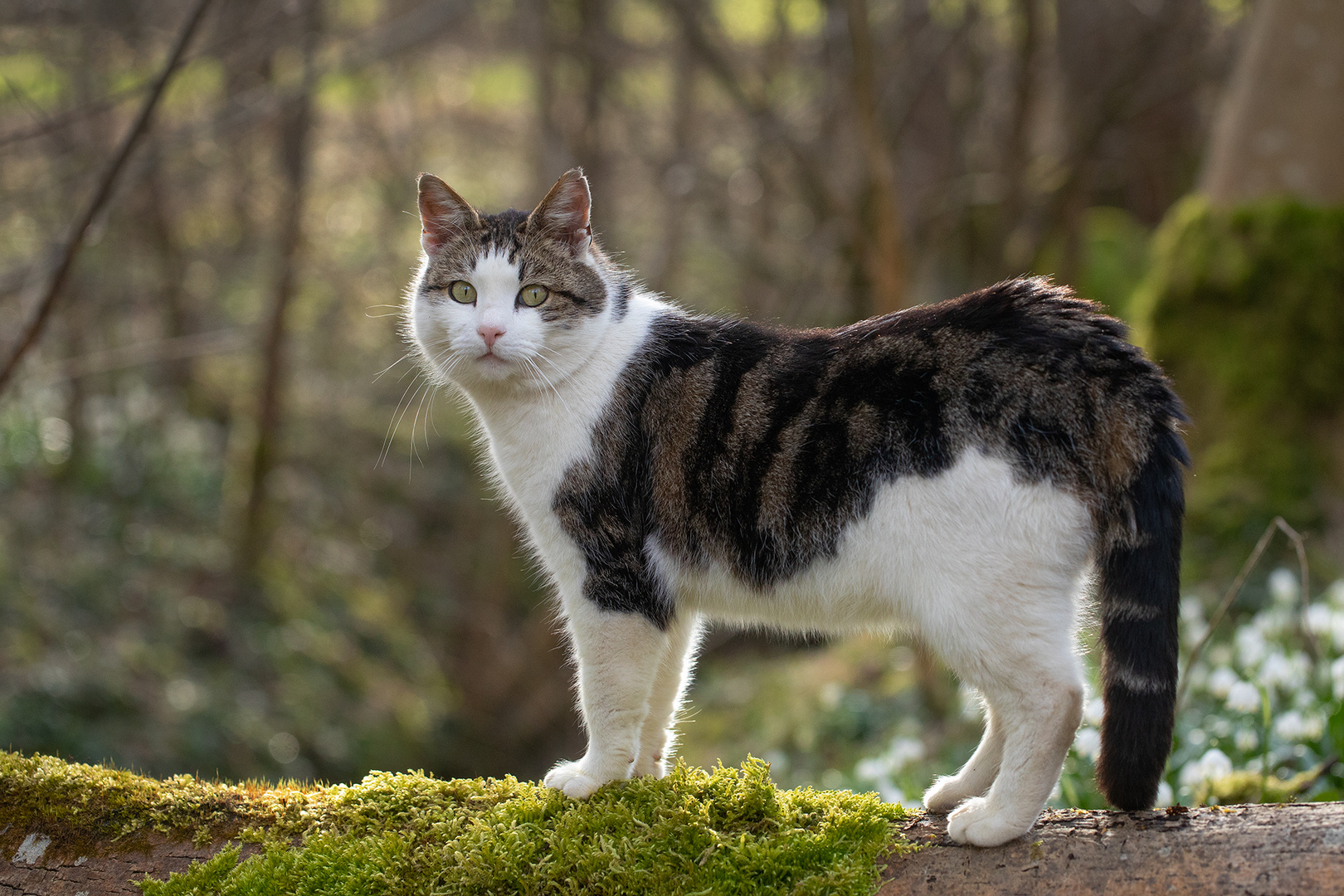 Hauskatze Foto & Bild | natur, katze, hauskatze Bilder auf fotocommunity