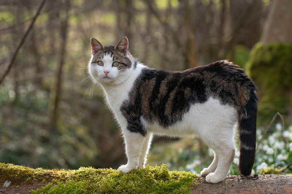 Hauskatze Foto & Bild | natur, katze, hauskatze Bilder auf fotocommunity