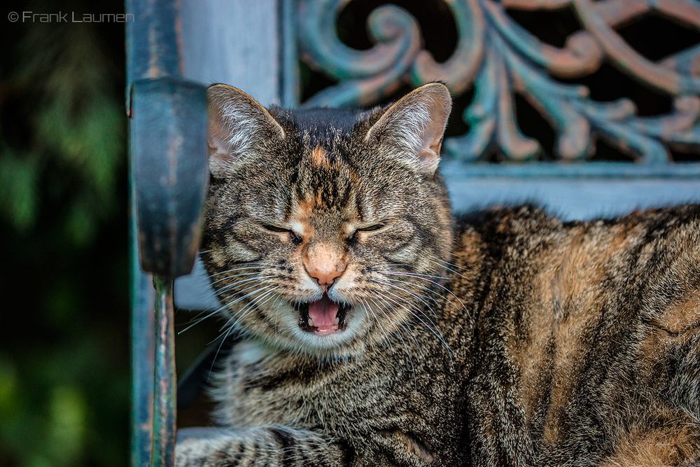 Hauskatze Foto & Bild | tiere, haustiere, katzen Bilder auf fotocommunity