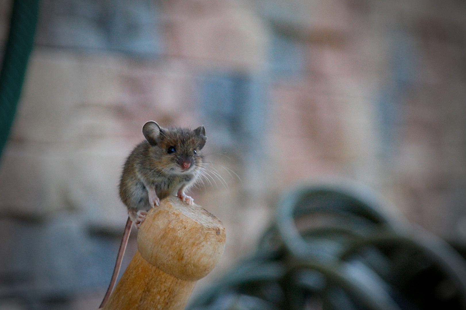 Hausmaus Foto & Bild | fotos, natur, stadt Bilder auf fotocommunity