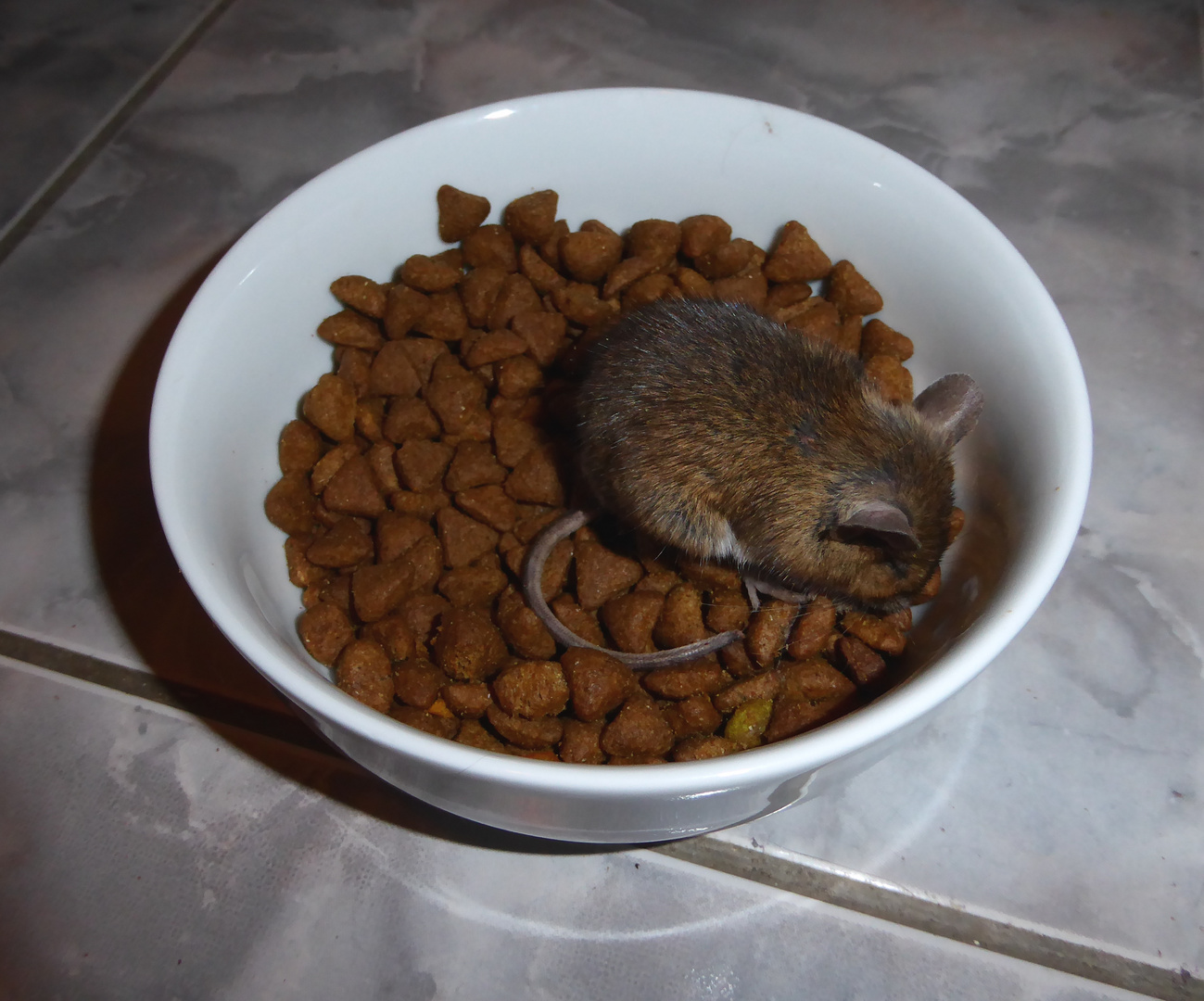 Hausmaus Foto & Bild | tiere, wildlife, säugetiere Bilder auf fotocommunity