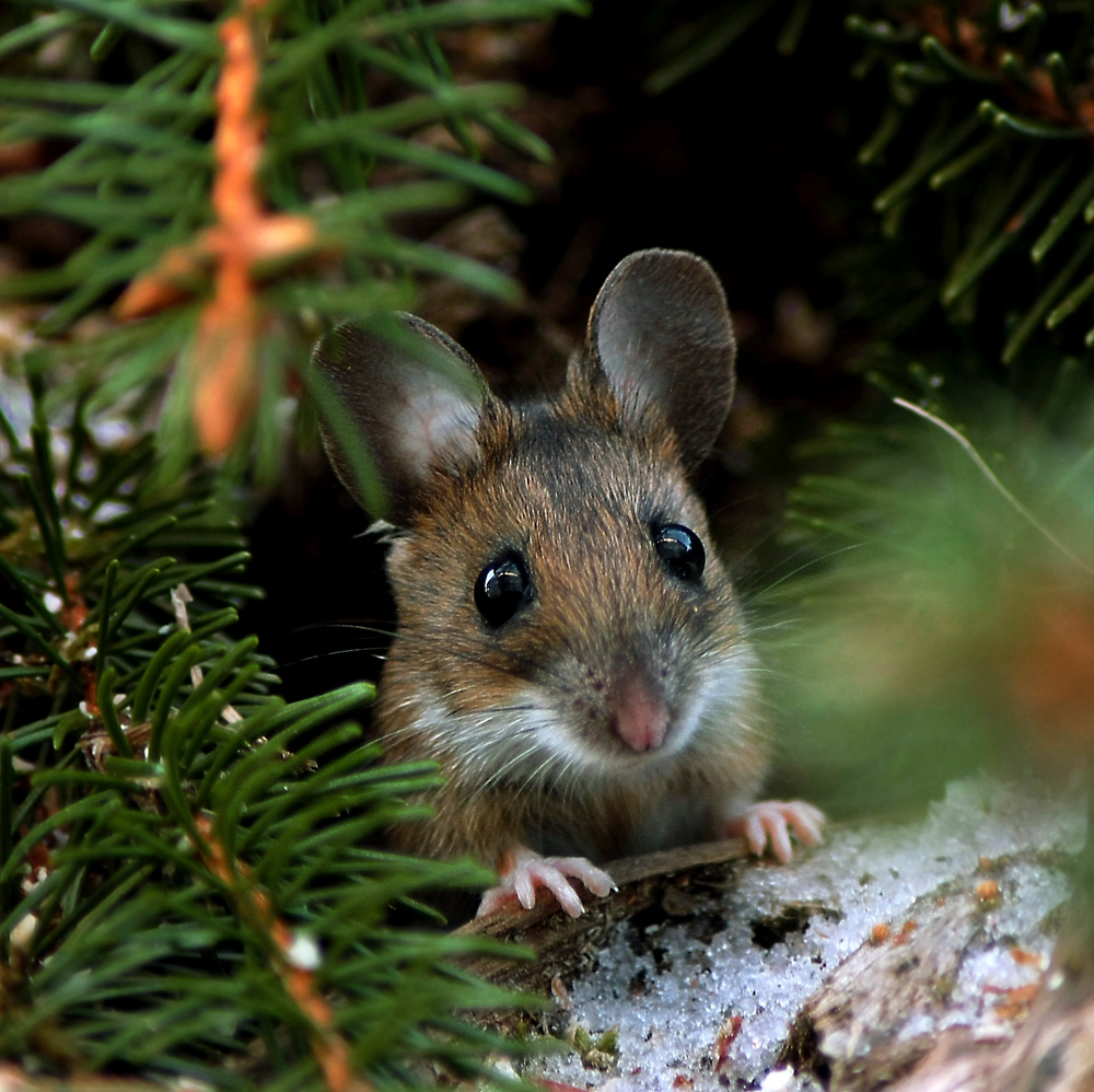 Hausmaus Foto & Bild | tiere, wildlife, säugetiere Bilder auf fotocommunity
