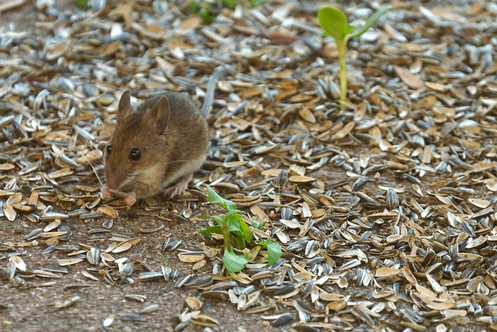 Hausmaus Foto & Bild | natur, tiere, wildlife Bilder auf fotocommunity