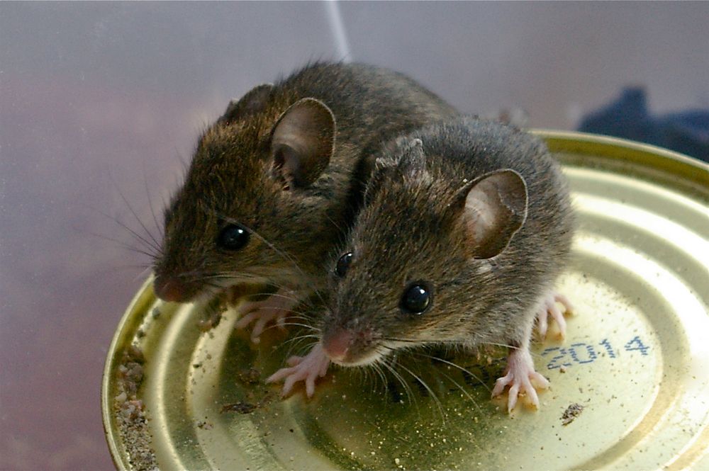 Hausmaus als Haustier ? Foto & Bild | tiere, wildlife, säugetiere ...