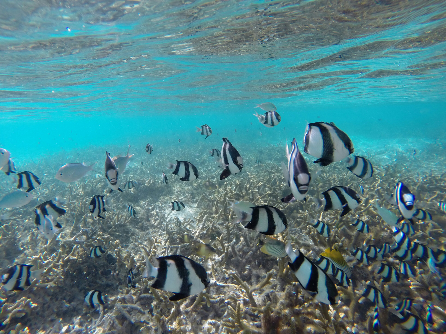 Hausriff auf Dhigufinolhu, Malediven Foto & Bild | tiere, wildlife ...