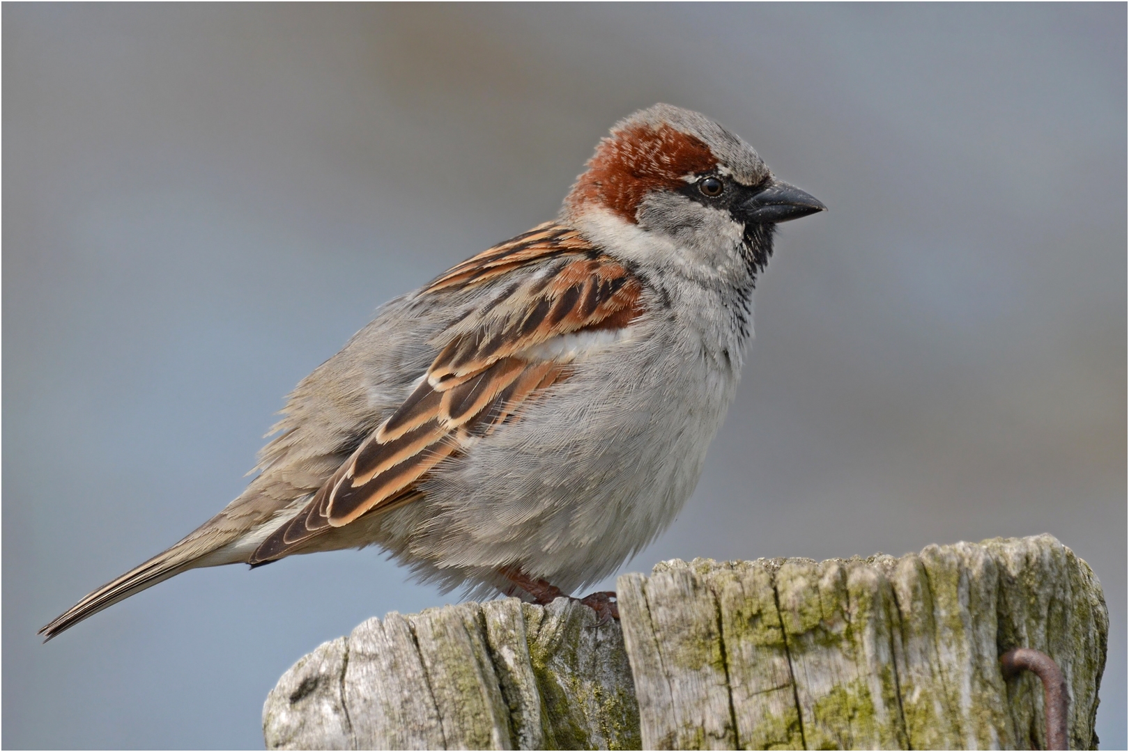 Haussperling Foto & Bild | natur, sperlinge, tiere Bilder auf fotocommunity