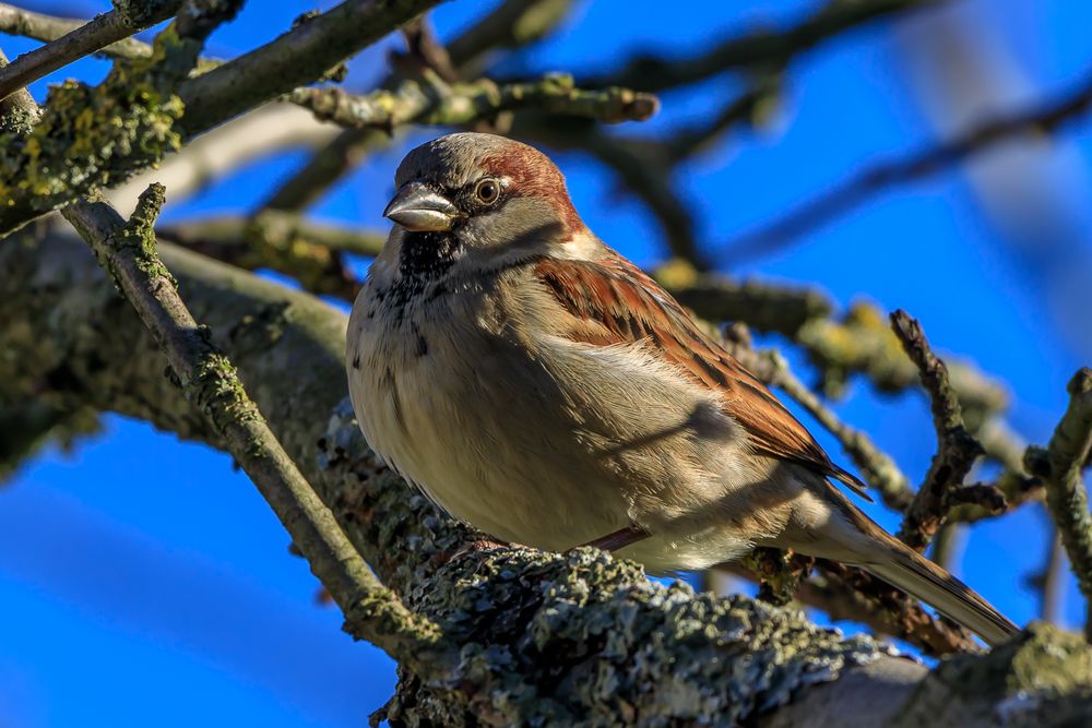 Haussperling Foto & Bild | tiere, wildlife, wild lebende vögel Bilder ...