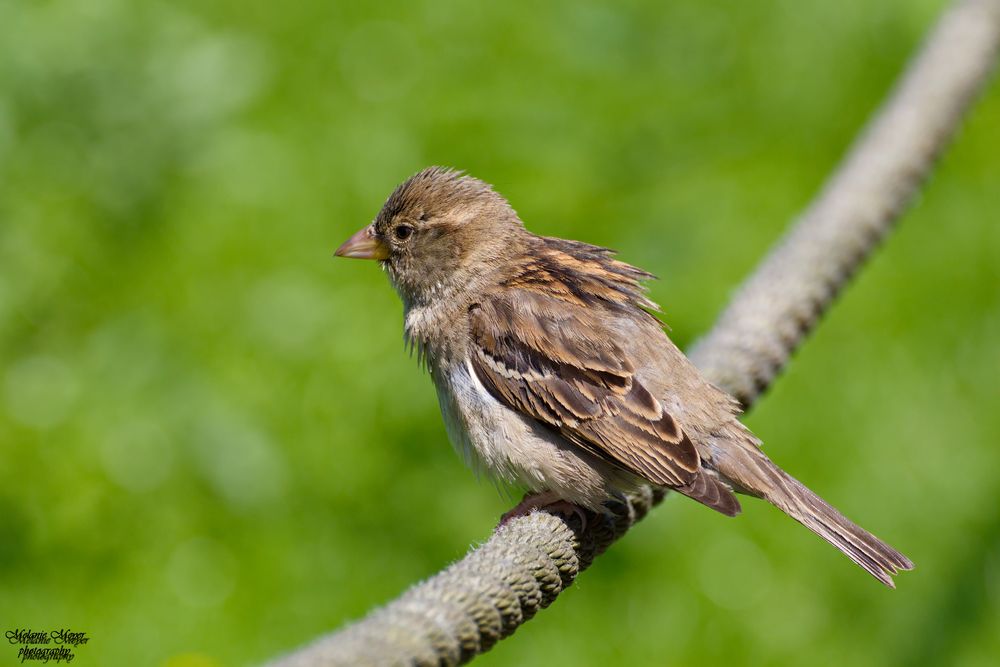 Haussperling-Dame Foto & Bild | natur, sperling, tiere Bilder auf ...
