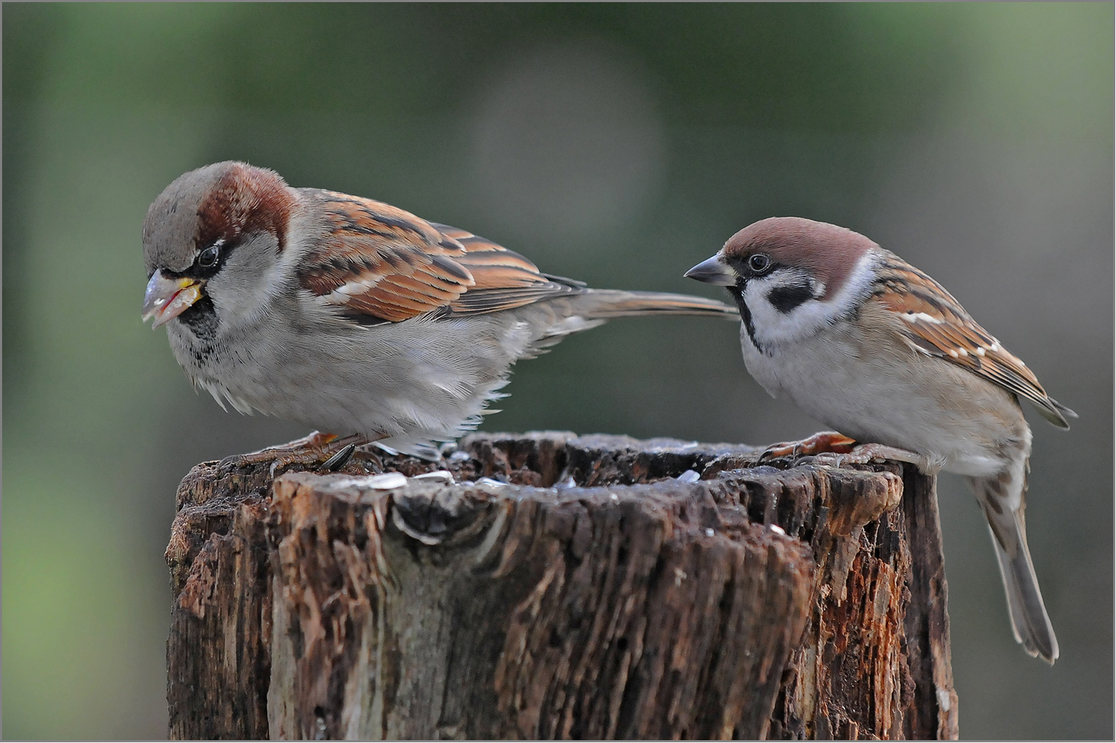 Haussperling - Feldsperling Foto & Bild | tiere, wildlife, wild lebende ...