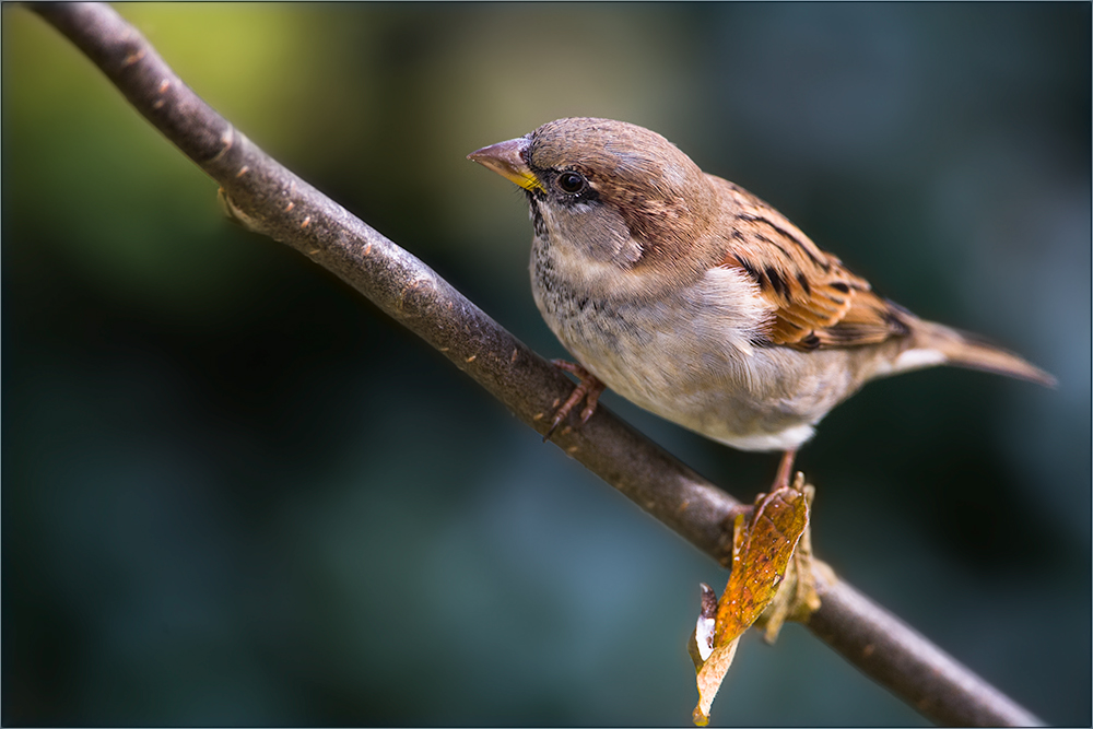 Haussperling Männchen, immatur Foto & Bild | tiere, wildlife, wild ...