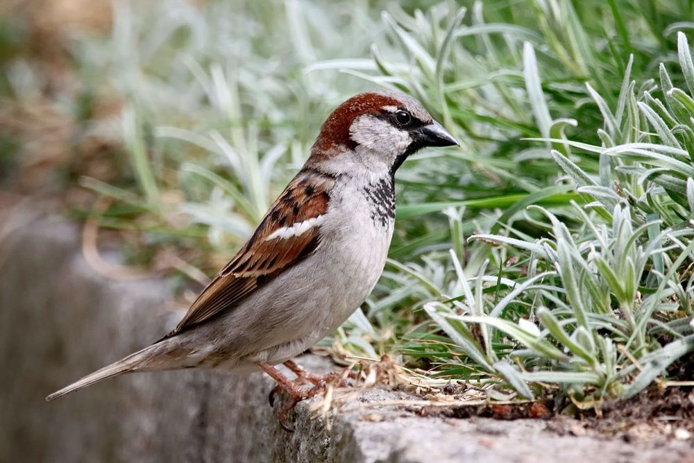 Haussperling männlich Foto & Bild | vögel, fotos, nature Bilder auf ...