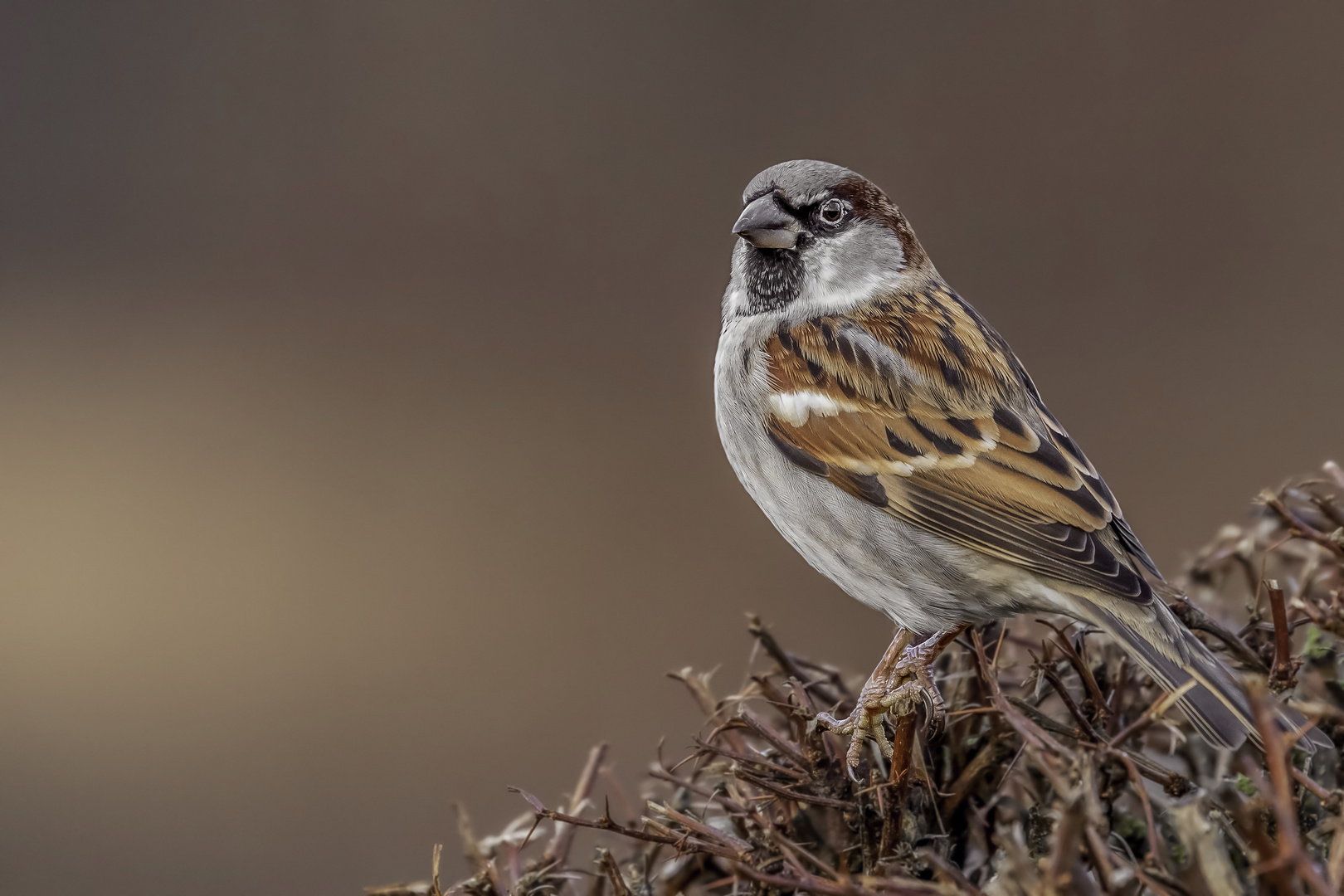 Haussperling (Passer domesticus) Foto & Bild | natur, tiere, wildlife ...