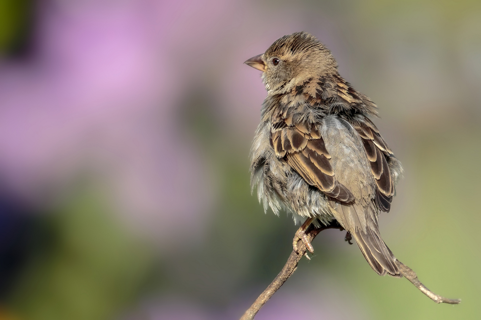 Haussperling (Passer domesticus) Foto & Bild | tiere, wildlife, wild ...