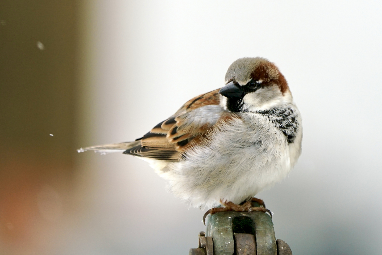 Haussperling (Passer domesticus) Foto & Bild | tiere, wildlife, wild ...
