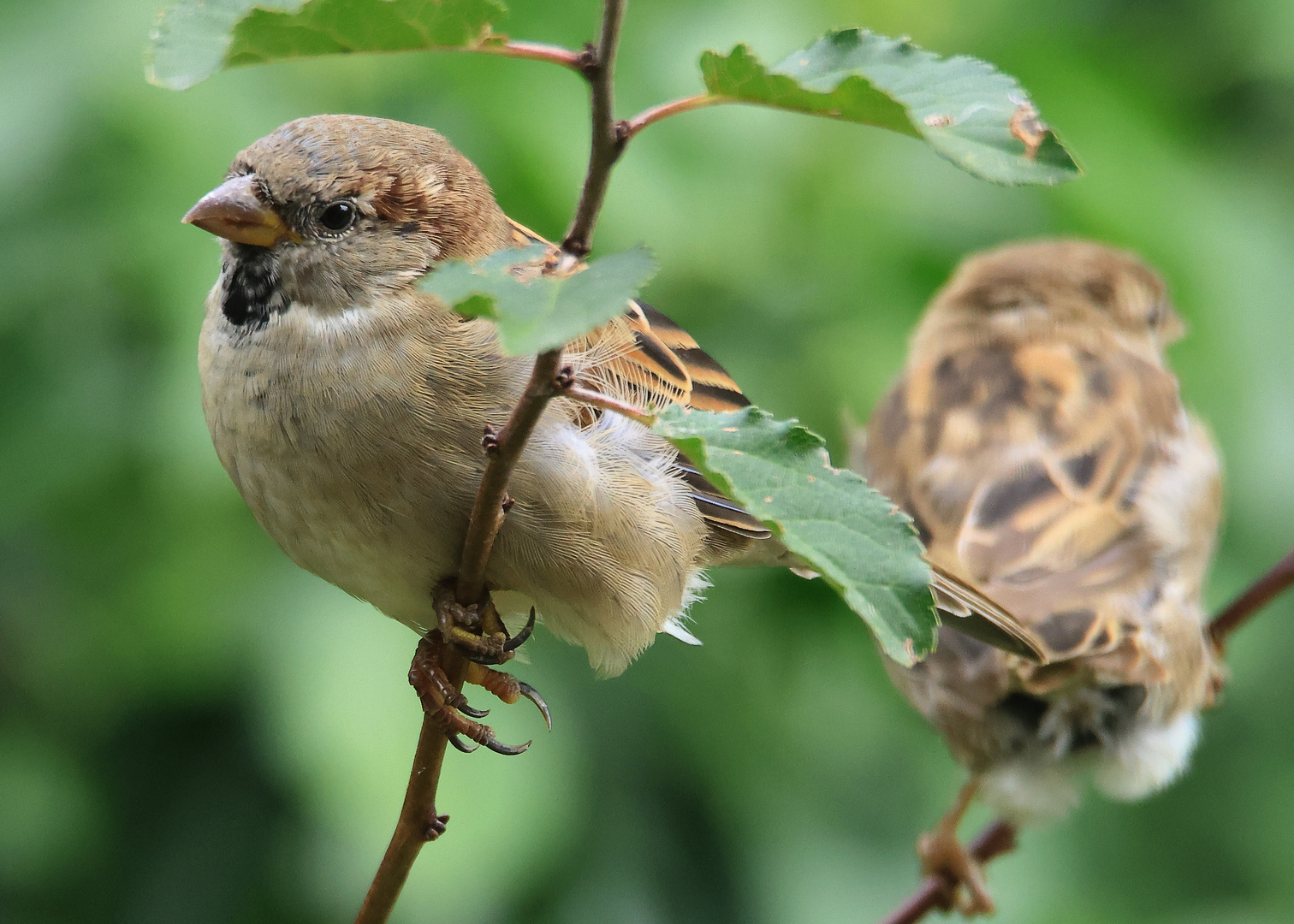 Haussperling (Passer domesticus) Foto & Bild | tiere, wildlife, wild ...