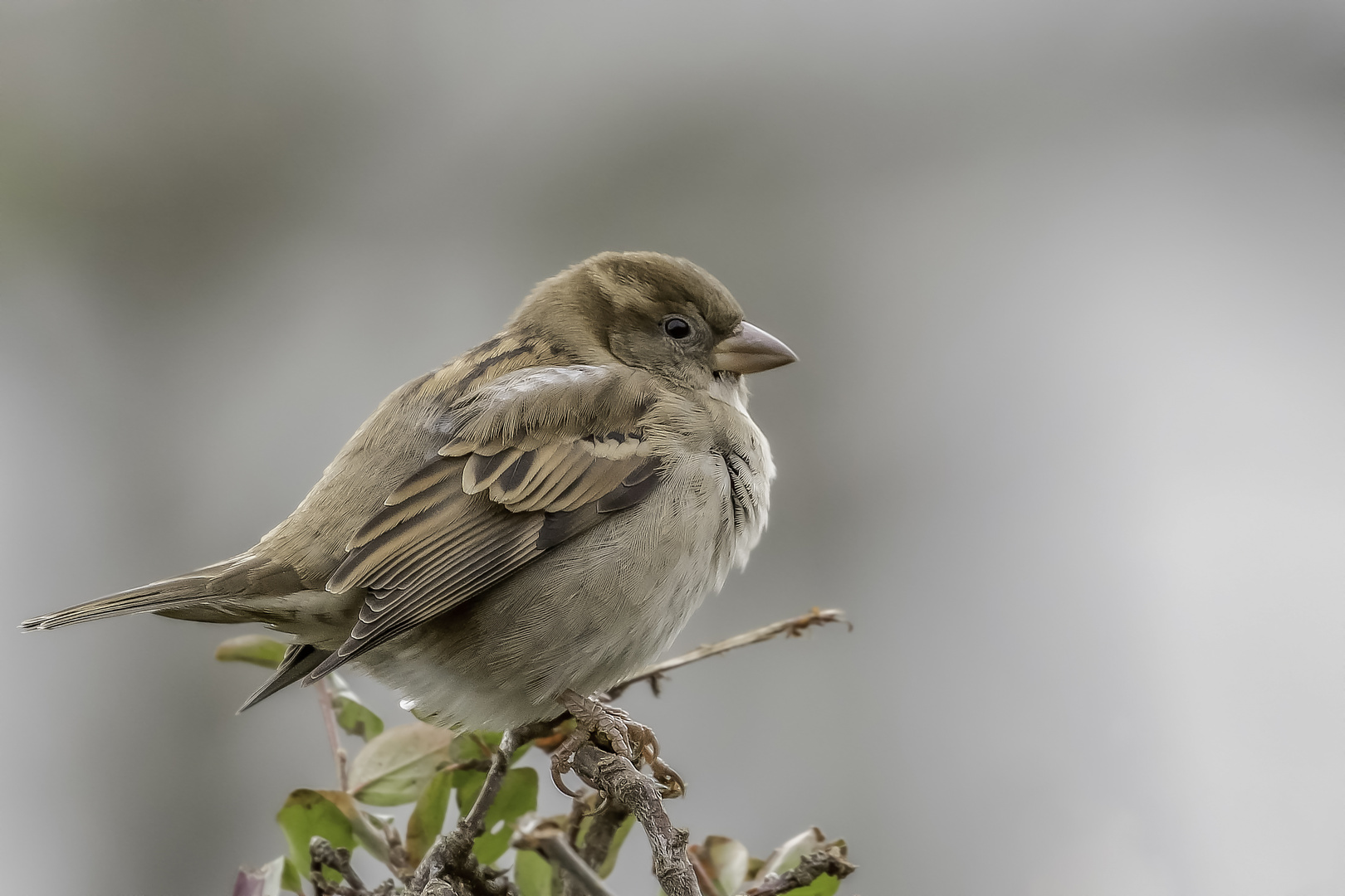 Haussperling (Passer domesticus) Foto & Bild | tiere, wildlife, wild ...