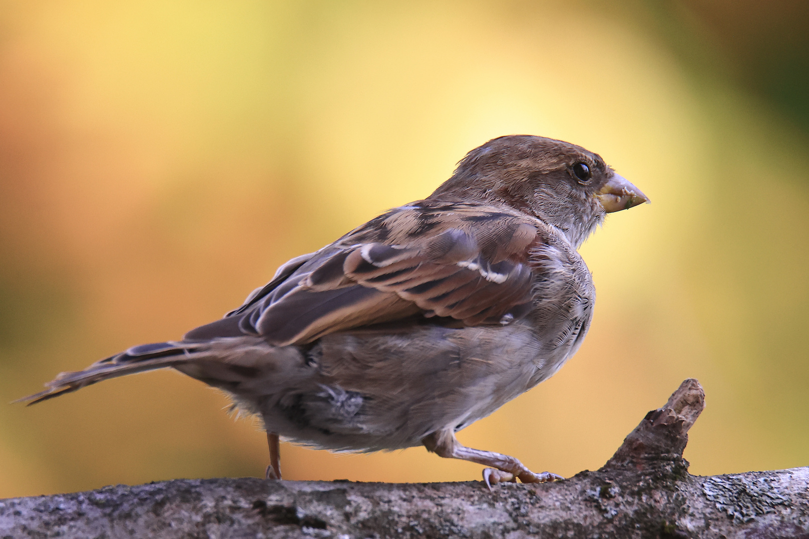 Haussperling (Passer domesticus) Foto & Bild | tiere, wildlife, wild ...