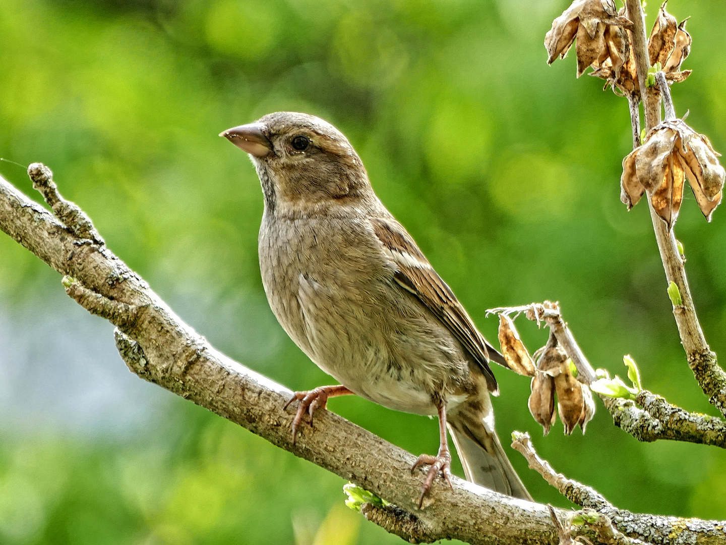 Haussperling - Spatz Foto & Bild | frühling, sperlinge, tiere Bilder ...