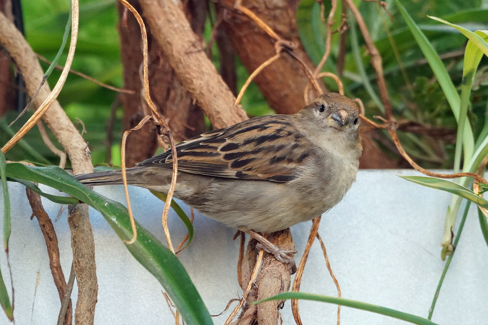 Haussperling - Spatz im Zoo Foto & Bild | tiere, wildlife, wild lebende ...