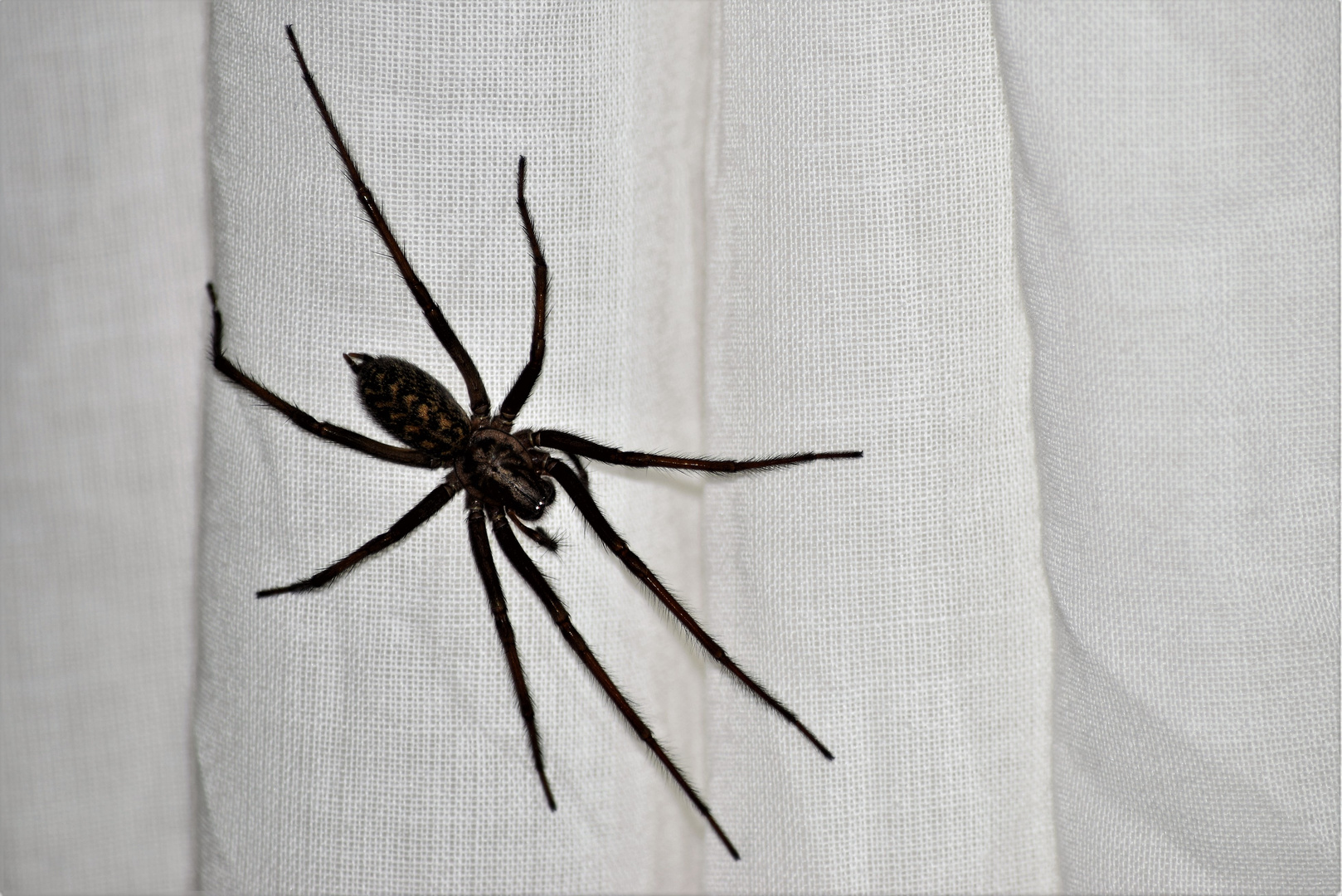 Hausspinne Foto & Bild | tiere, wildlife, spinnen Bilder auf fotocommunity