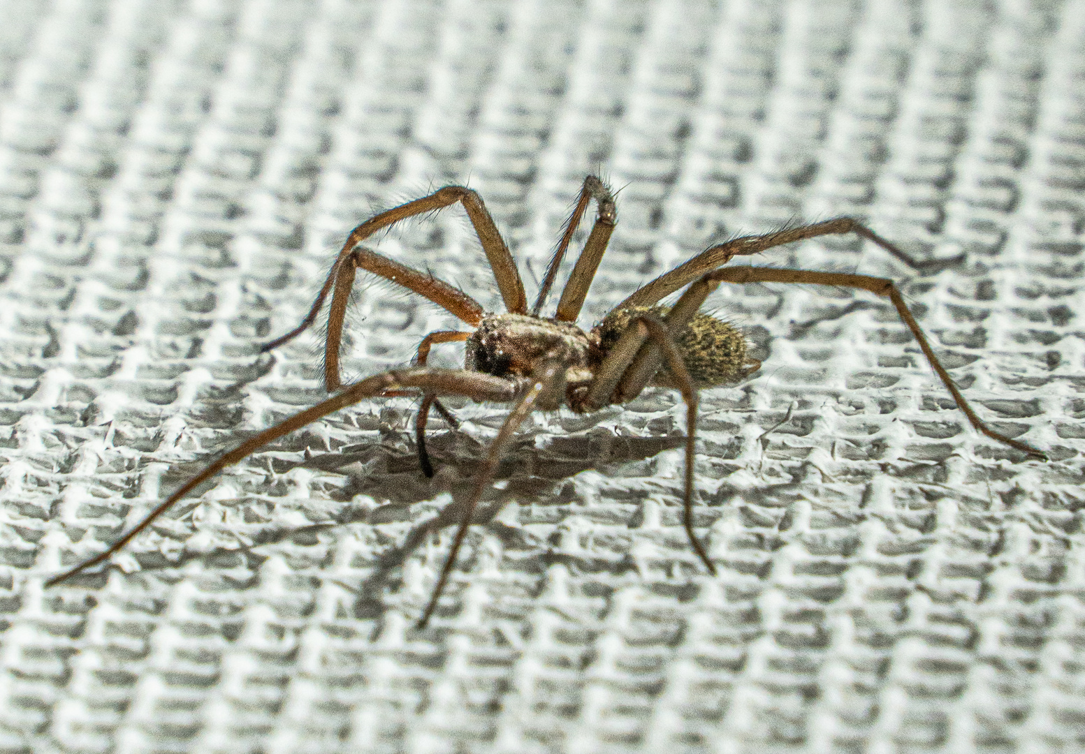 Hausspinne Foto & Bild | tiere, wildlife, spinnen Bilder auf fotocommunity