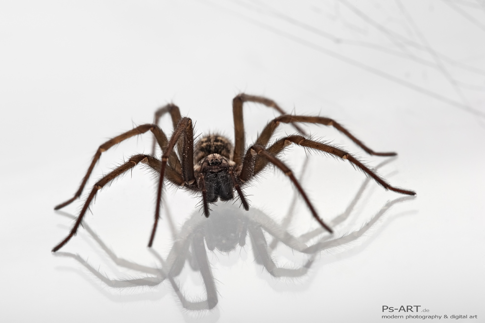 Hausspinne Foto & Bild | tiere, wildlife, insekten Bilder auf fotocommunity