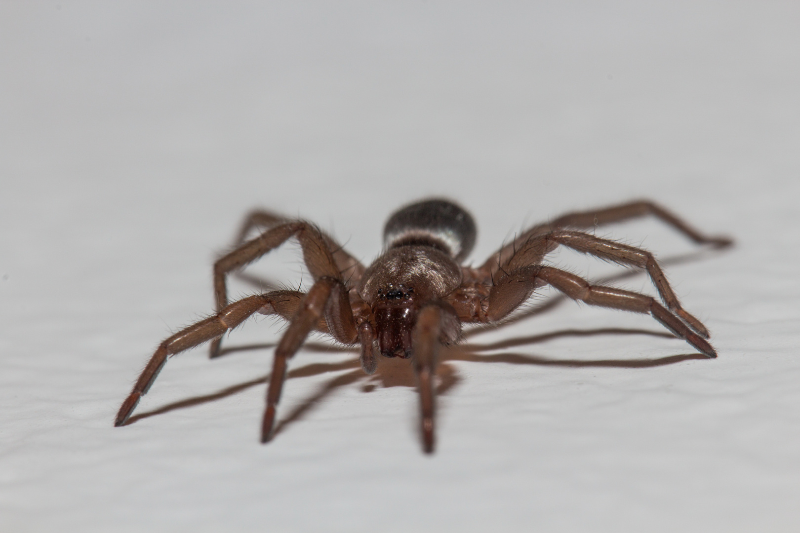 Hausspinne Foto & Bild | tiere, wildlife, spinnen Bilder auf fotocommunity