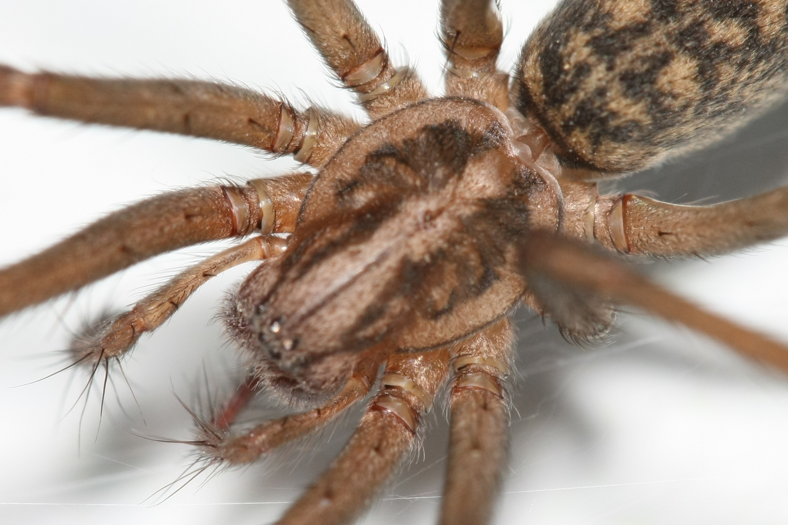 Hausspinne Foto & Bild | tiere, zoo, wildpark & falknerei, insekten ...