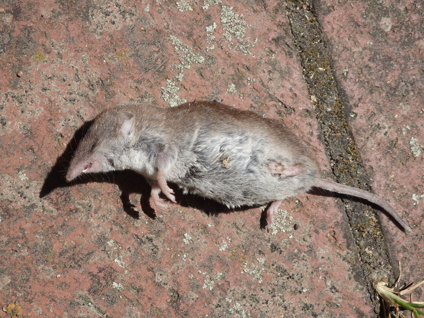 Hausspitzmaus (Crocidura russula) Foto & Bild | tiere, wildlife ...