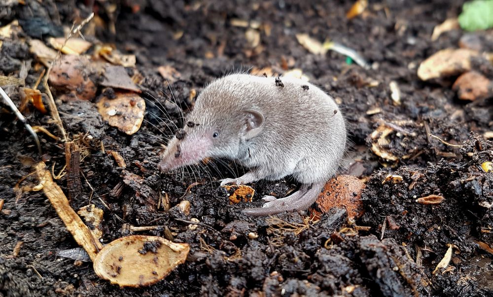 Hausspitzmaus Foto & Bild | natur, landschaft, hessen Bilder auf ...