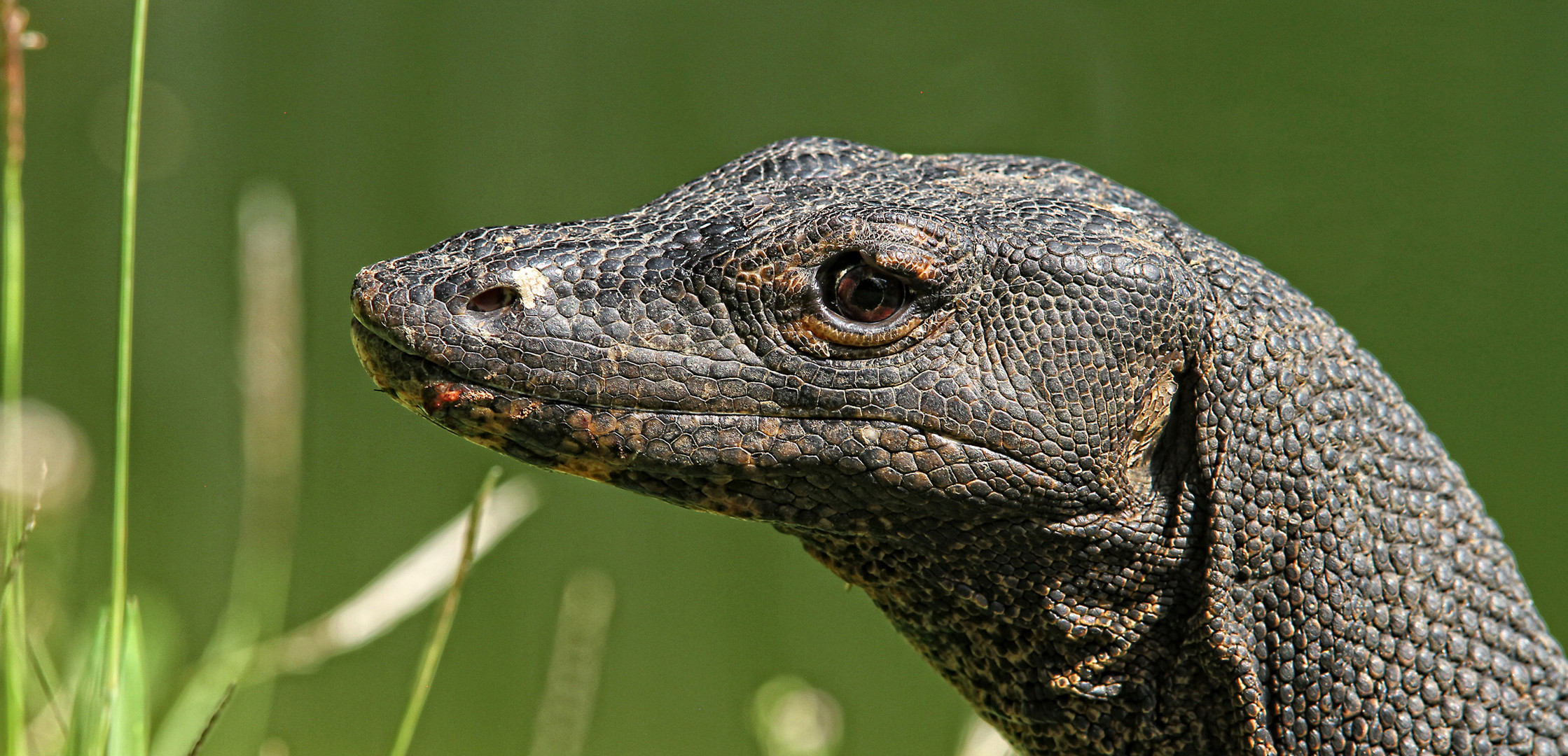 Haustier Foto & Bild | tiere, wildlife, amphibien & reptilien Bilder ...