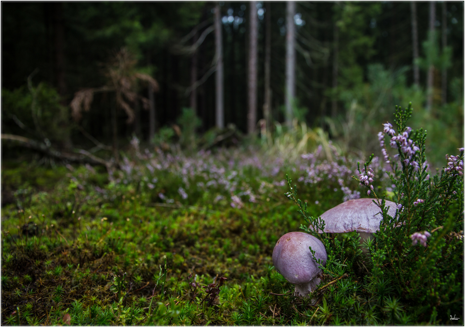 Hauswald Foto & Bild | landschaft, wald, natur Bilder auf fotocommunity