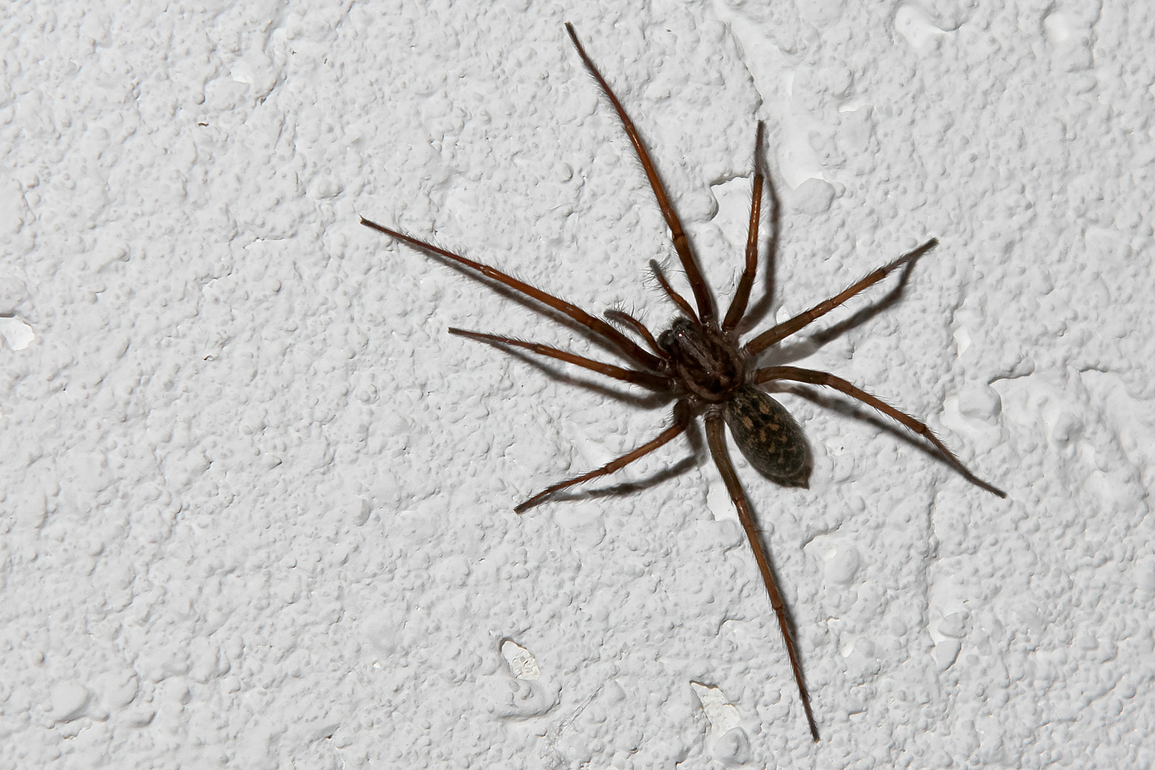 Hauswinkelspinne #1 Foto & Bild | tiere, wildlife, spinnen Bilder auf ...