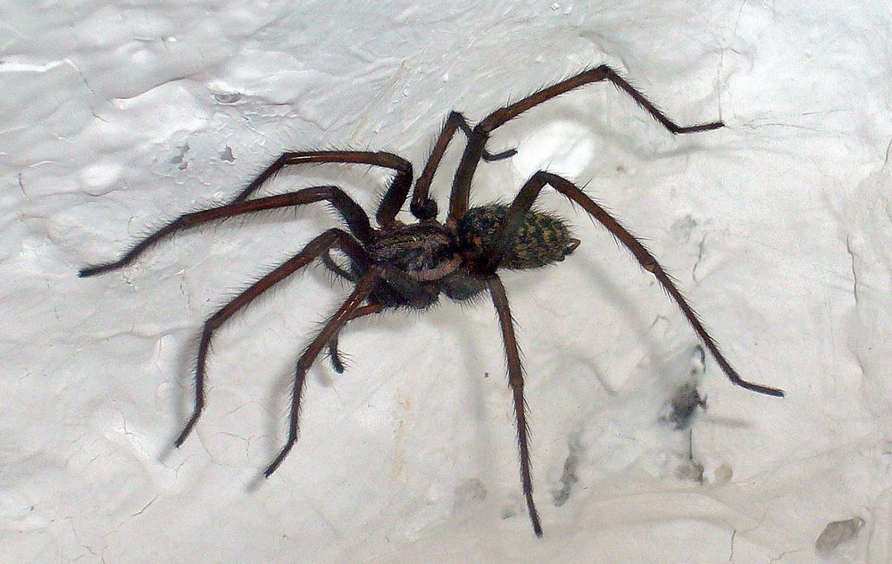 Hauswinkelspinne Foto & Bild | tiere, natur Bilder auf fotocommunity