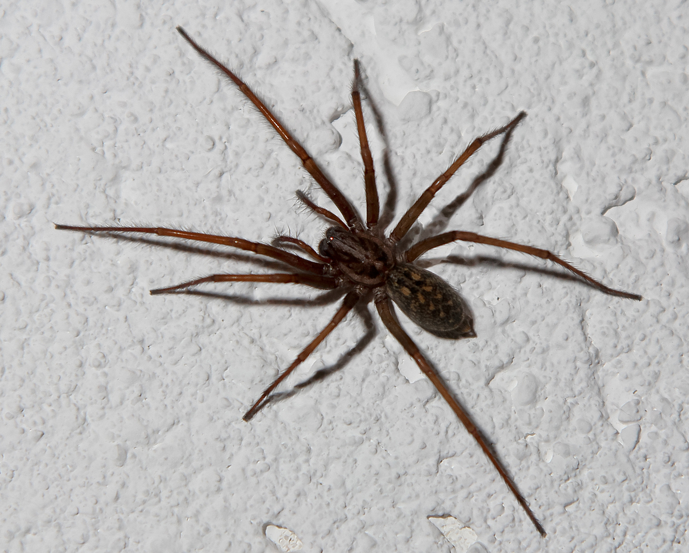 Hauswinkelspinne #3 Foto & Bild | tiere, wildlife, spinnen Bilder auf ...