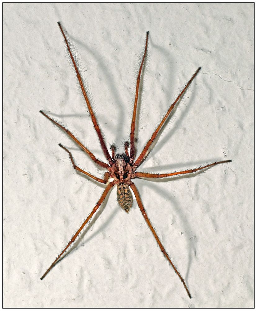 Hauswinkelspinne Foto & Bild | natur, tiere, wildlife Bilder auf ...