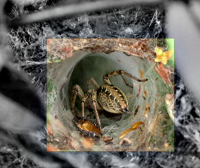 Hauswinkelspinne im Trichternetz Foto & Bild | tiere, wildlife, spinnen ...