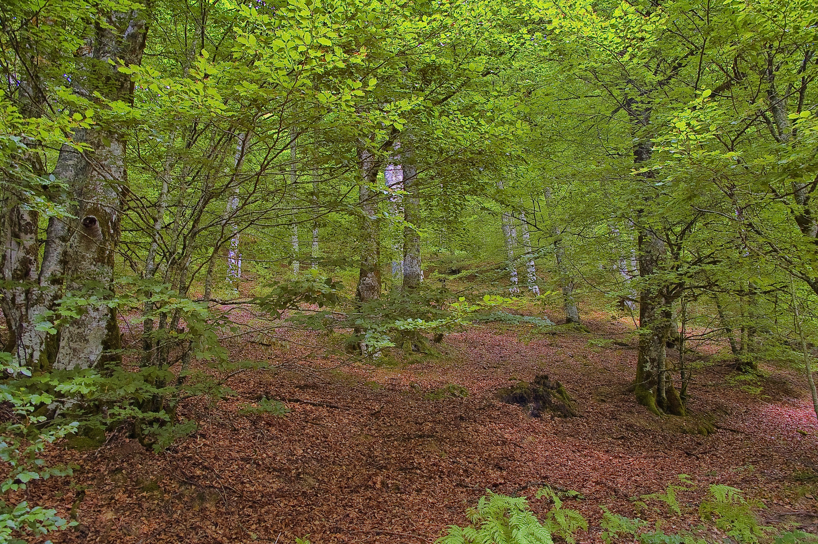 HAYEDO DE IRATI Imagen & Foto | naturaleza diversa , navarra ...