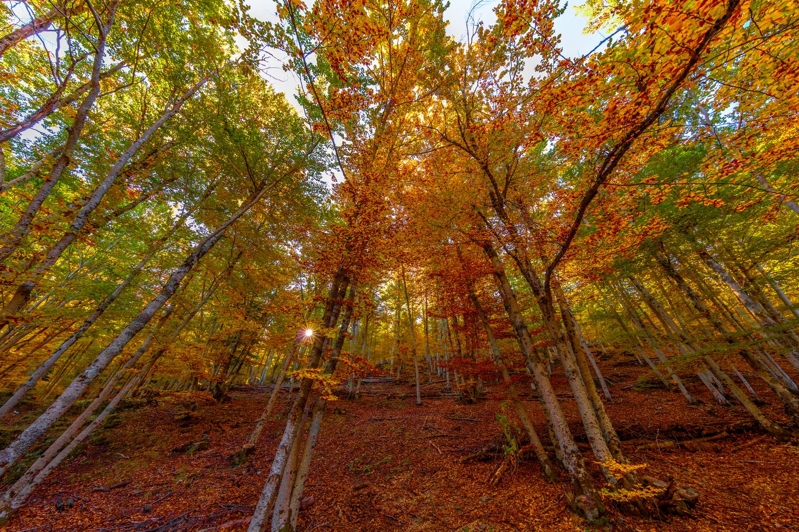 hayedo de la Tejera Negra Imagen & Foto | paisajes, bosques, naturaleza ...