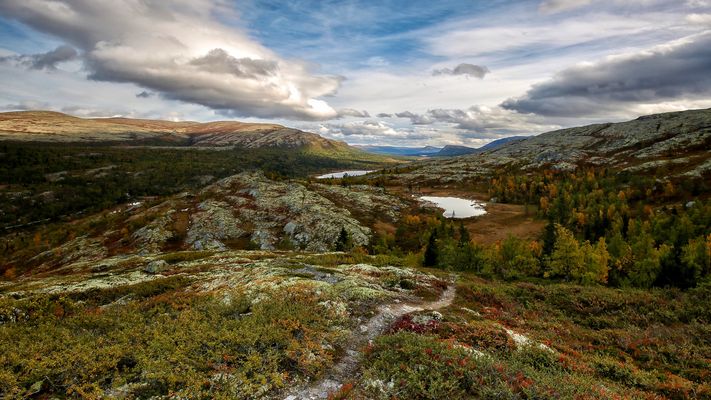 Heide Bilder & Fotos