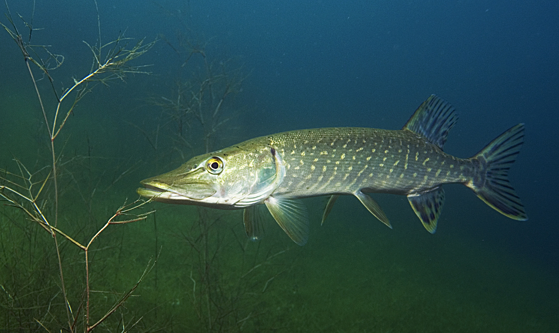 Hecht... Foto & Bild | unterwasser, uw-süsswasser, natur-kreativ Bilder ...