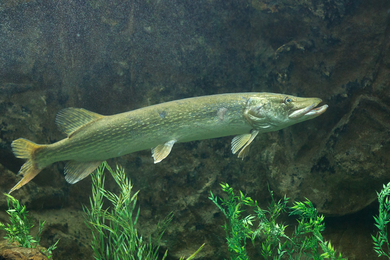 Hecht Foto & Bild | tiere, wildlife, fische Bilder auf fotocommunity