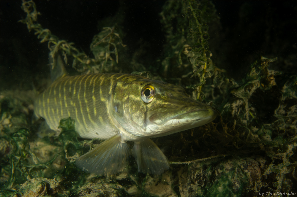 HECHT Foto & Bild | unterwasser, uw-süsswasser, natur-kreativ Bilder ...