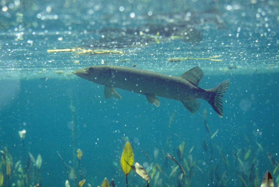 Hecht Foto & Bild | tiere, wildlife, fische Bilder auf fotocommunity