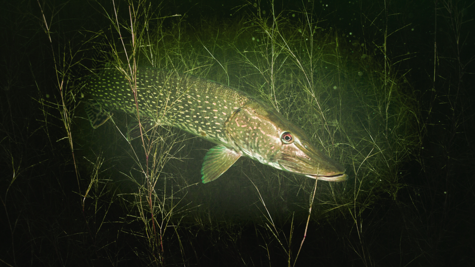 Hecht Foto & Bild | tiere, wildlife, fische Bilder auf fotocommunity