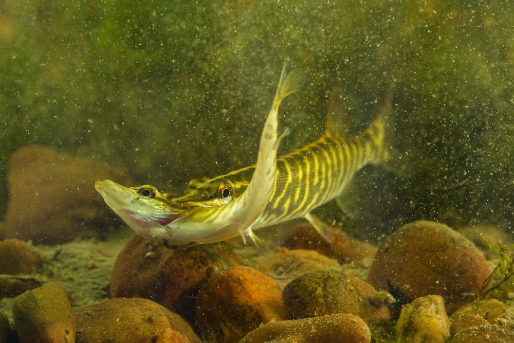 Hecht Foto & Bild | tiere, wildlife, fische Bilder auf fotocommunity