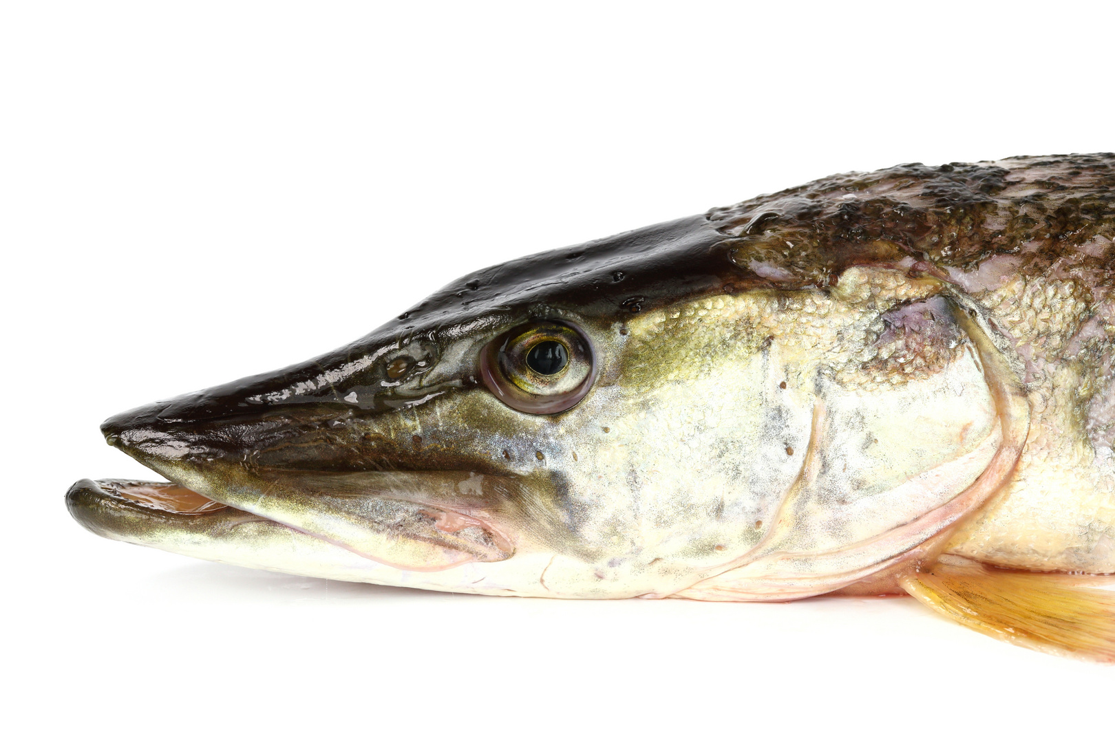 Hecht b Foto & Bild | stillleben, food-fotografie, fische ...