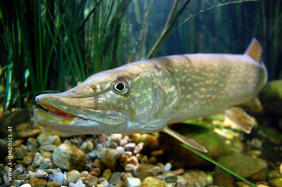 Hecht Foto & Bild | tiere, wildlife, fische Bilder auf fotocommunity